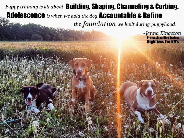 What Is Capturing In Dog Training